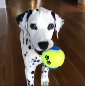 Find Out About Us, Our History, and Why Spotty Dog?